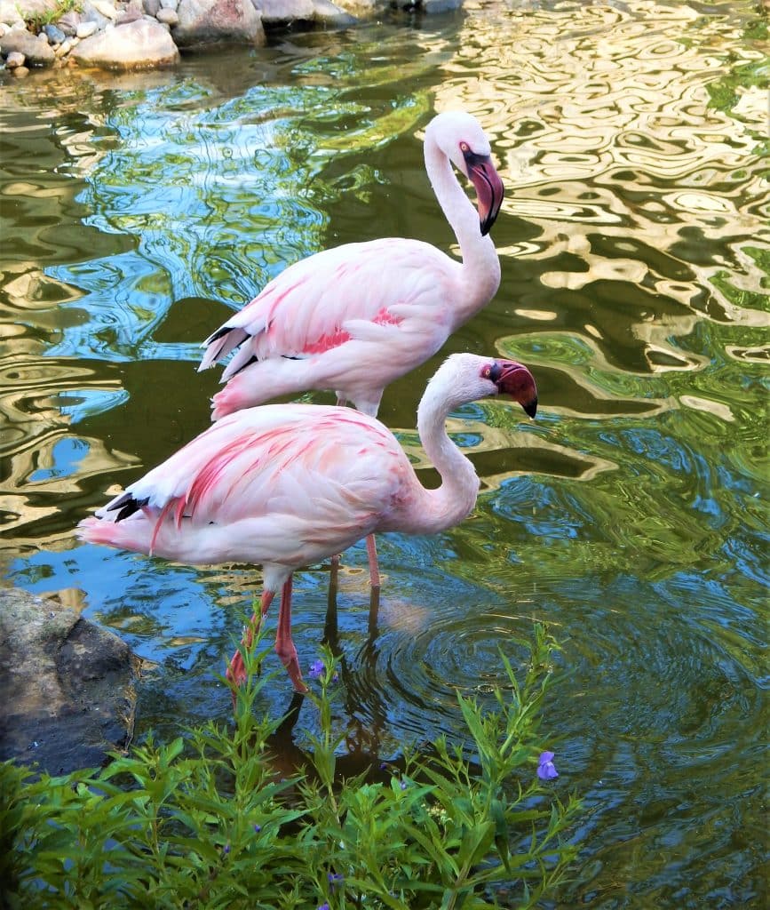 Lesser Flamingo - Timbavati Wildlife Park