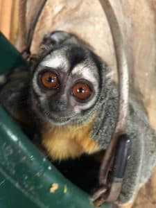 Owl Monkeys - Timbavati Wildlife Park