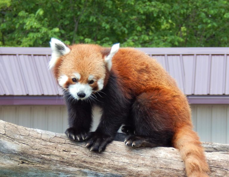 Red Panda - Timbavati Wildlife Park