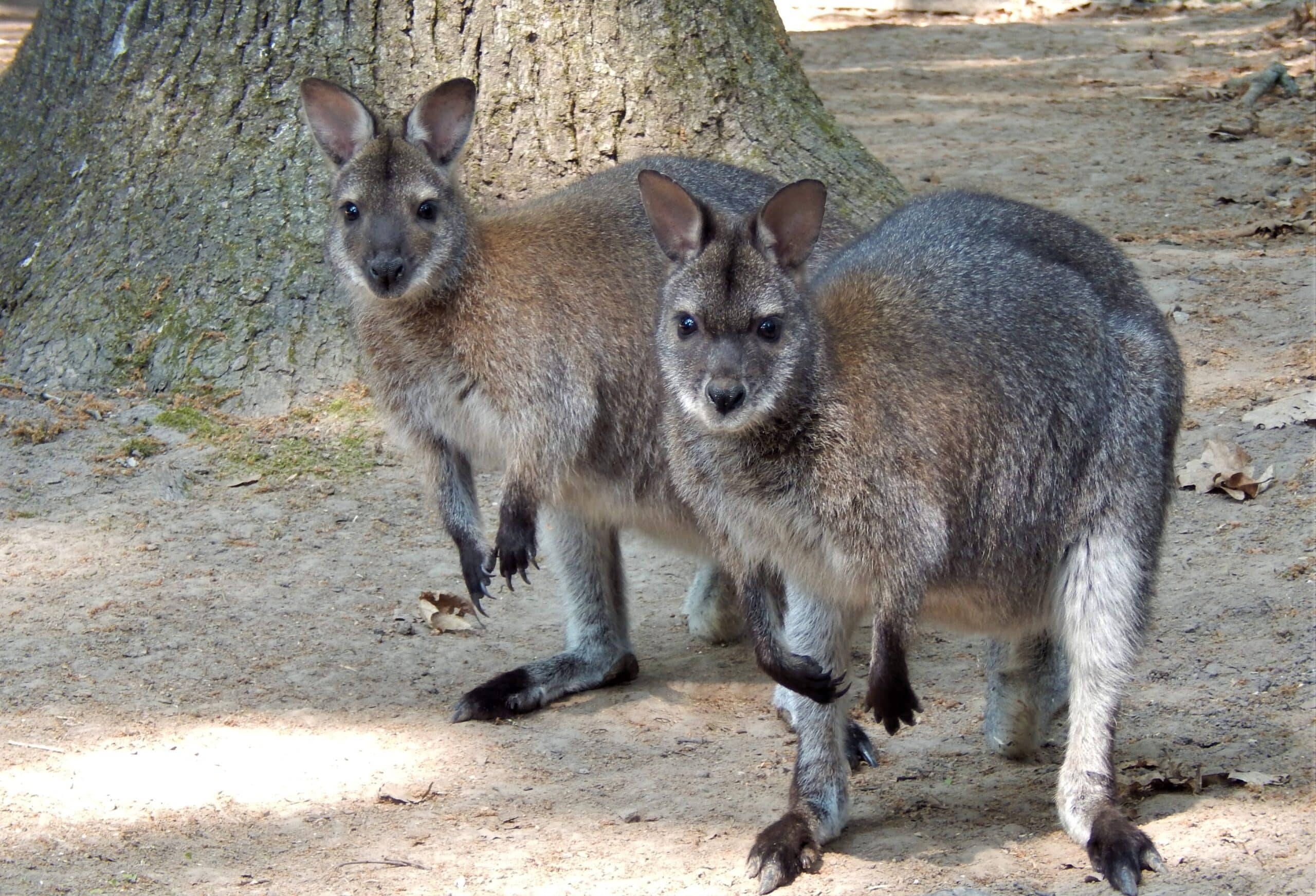 Animals - Timbavati Wildlife Park