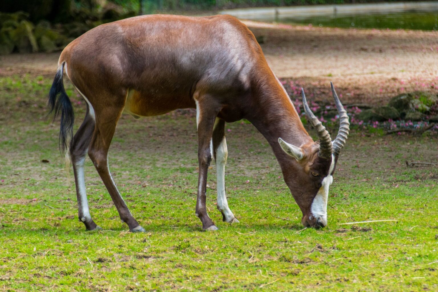 Blesbok - Timbavati Wildlife Park