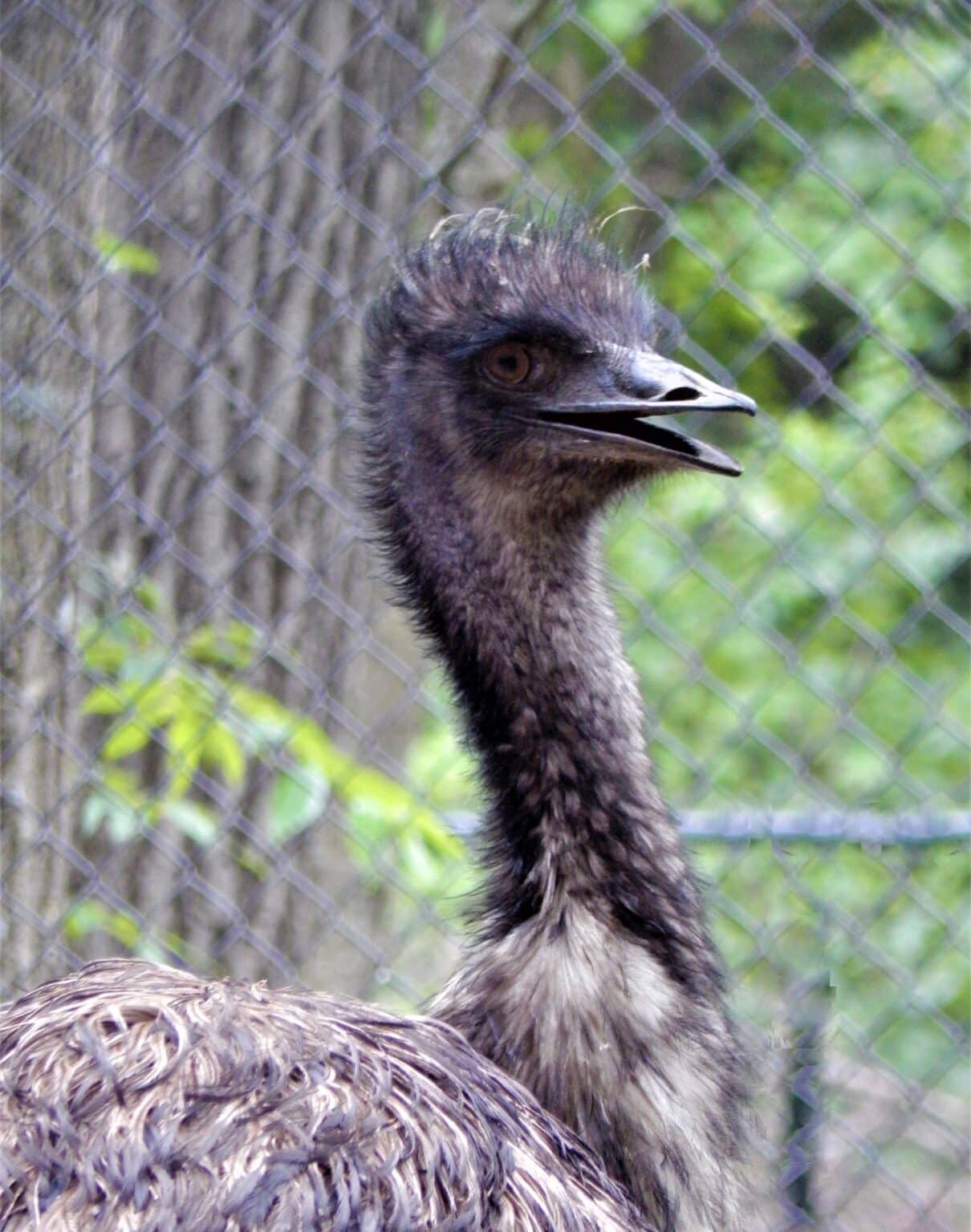 Animals - Timbavati Wildlife Park