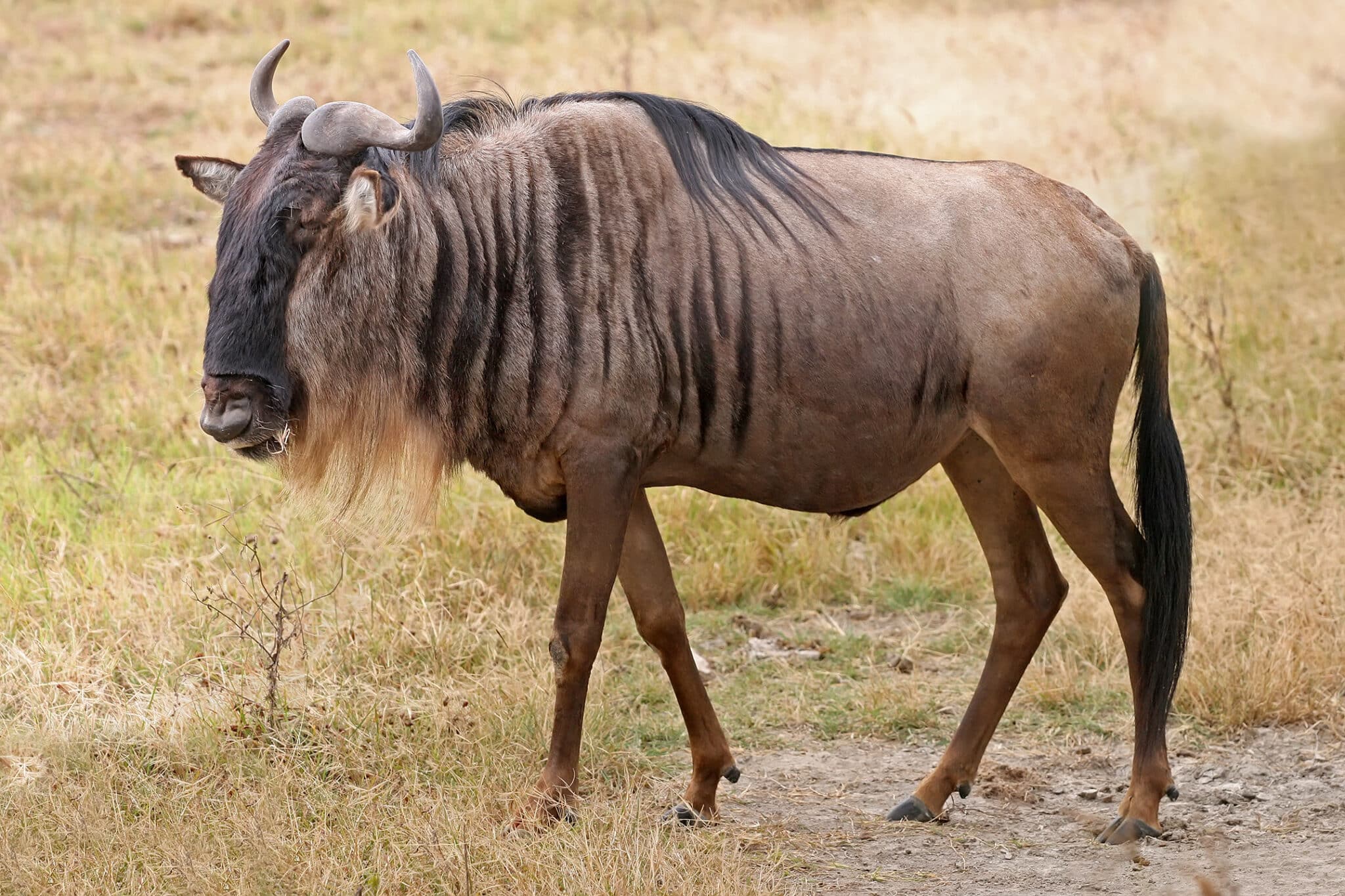 Animals - Timbavati Wildlife Park