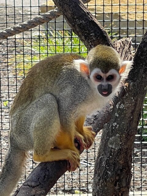 Squirrel Monkey - Timbavati Wildlife Park