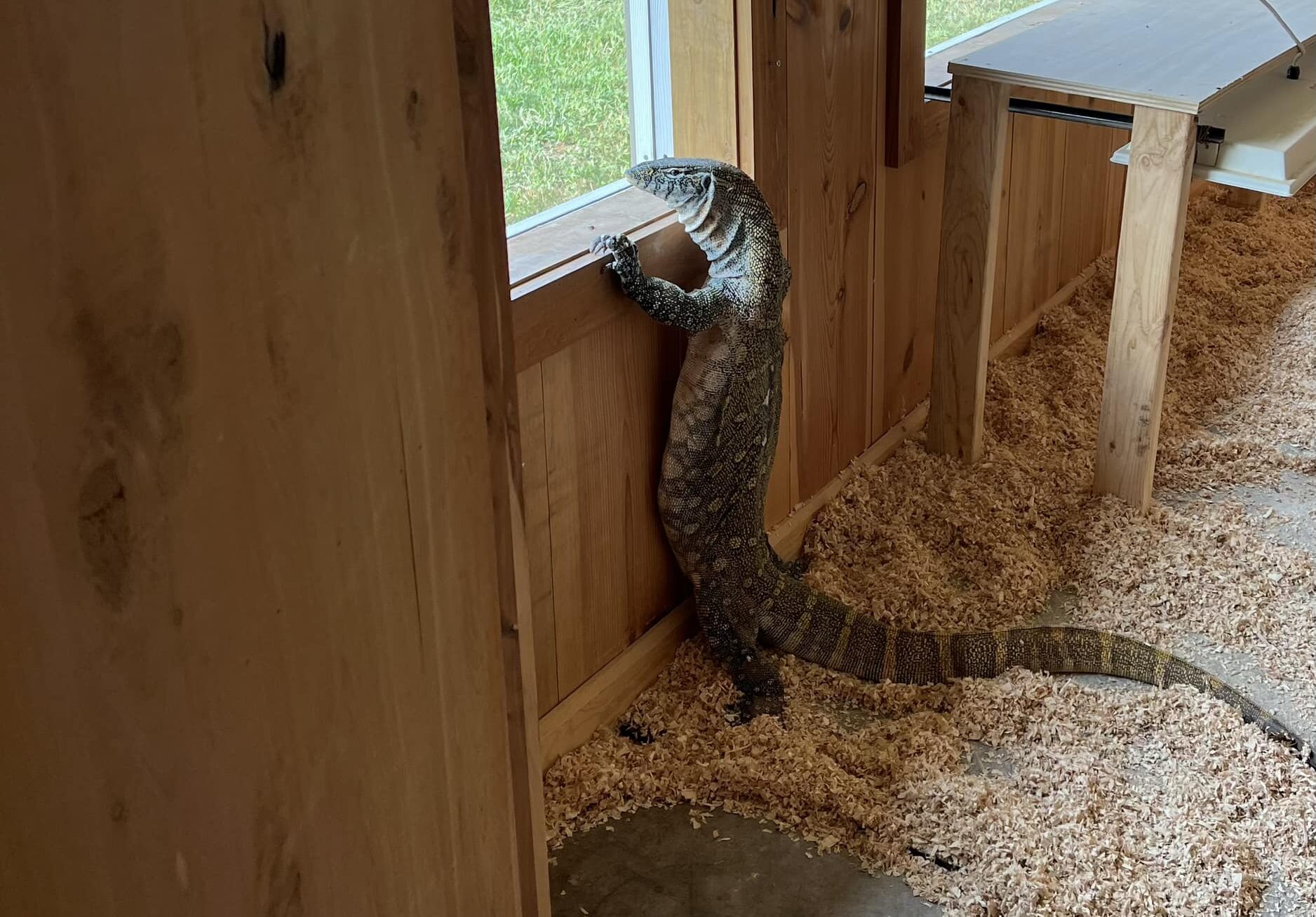 Nile Monitor - Timbavati Wildlife Park