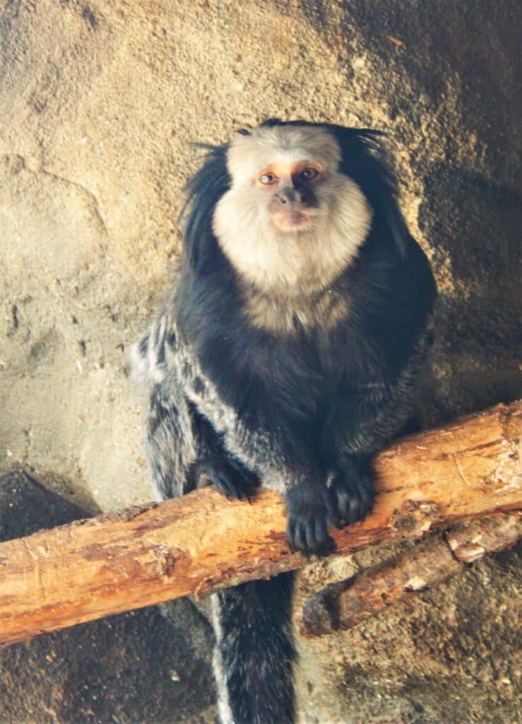 Animals - Timbavati Wildlife Park