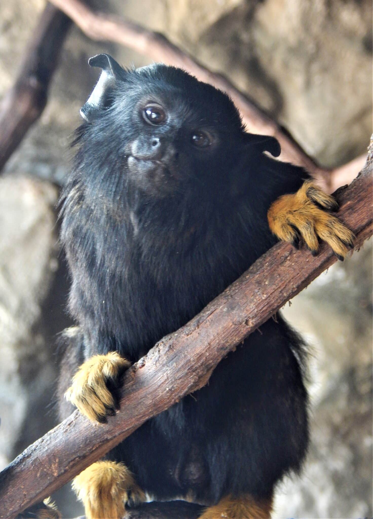 Red Handed Tamarin - Timbavati Wildlife Park