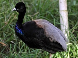 Grey Winged Trumpeter - Timbavati Wildlife Park