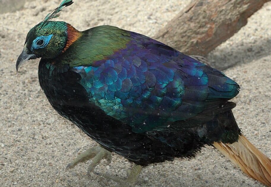 Animals - Timbavati Wildlife Park