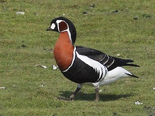 Red Breasted Goose - Timbavati Wildlife Park