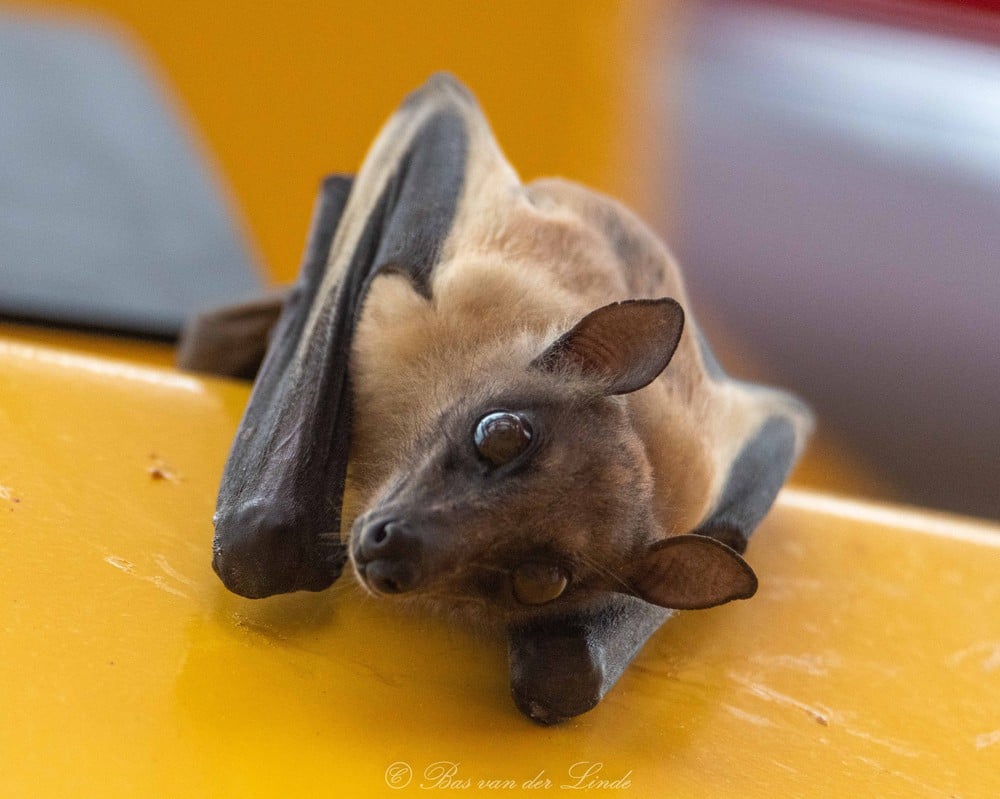 Straw Colored Fruit Bat - Timbavati Wildlife Park