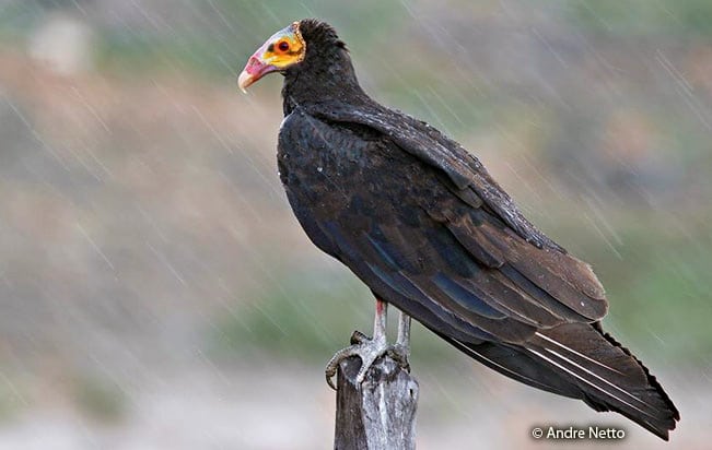 Yellow Headed Vulture - Timbavati Wildlife Park
