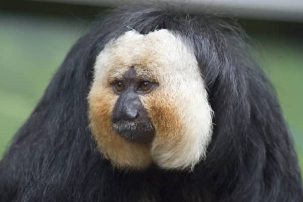 Saki Monkey - Timbavati Wildlife Park